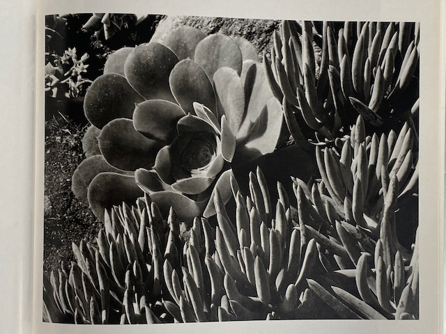 Edward Weston (Masters of Photography) – Gallery Bon Bon