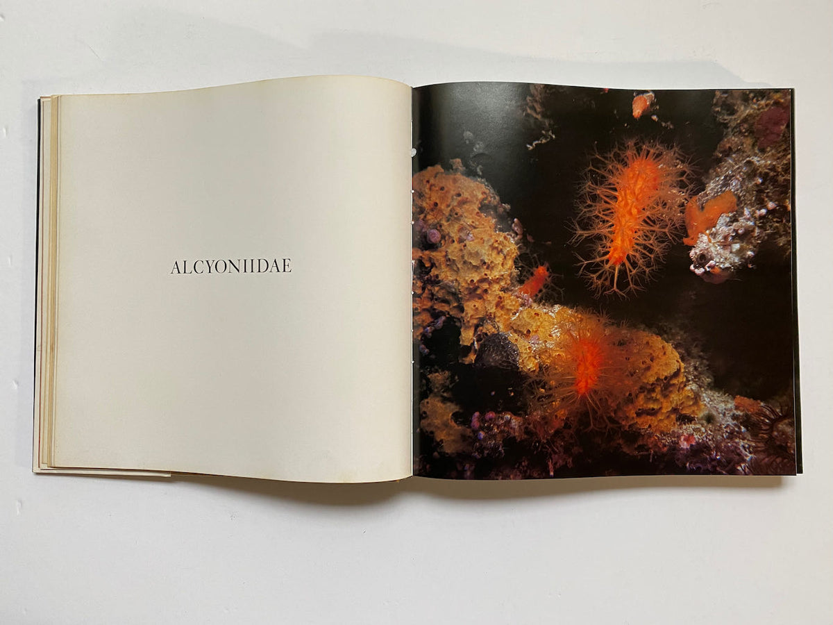Living Corals by Douglas Faulkner – Gallery Bon Bon